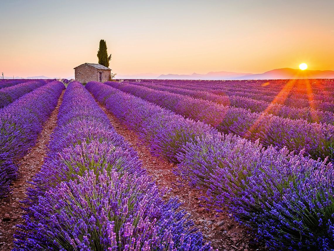 Lavendelblute In Der Provence