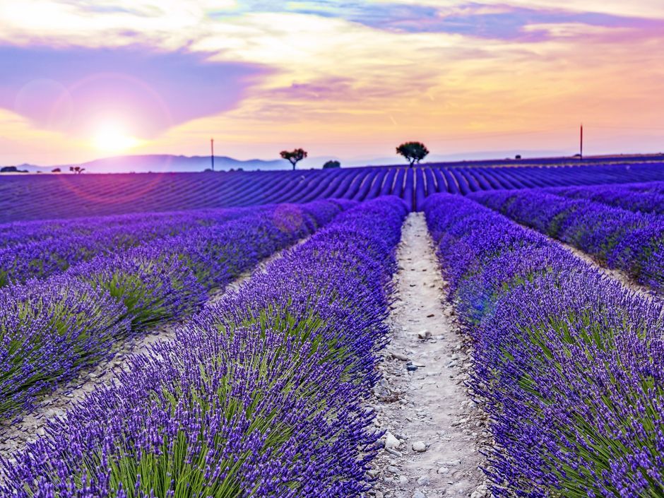 Lavendelblute In Der Provence